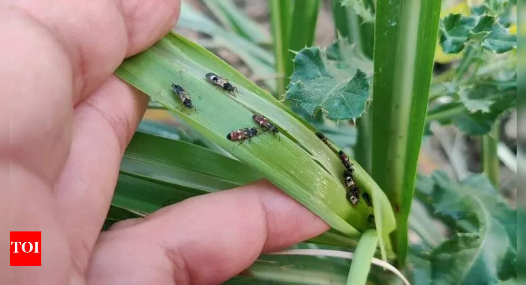 State sugarcane department acts to curb black bug infestation in cane ...