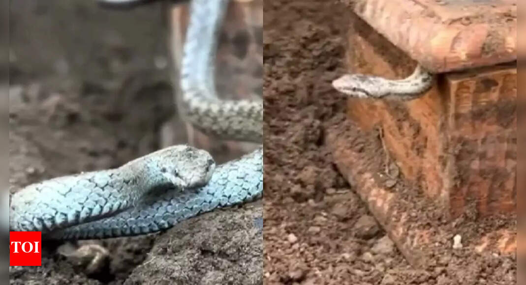 Watch | Snake guards secret hidden box in viral video, unveiling a ...