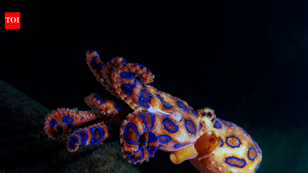 10 most poisonous animals in the world