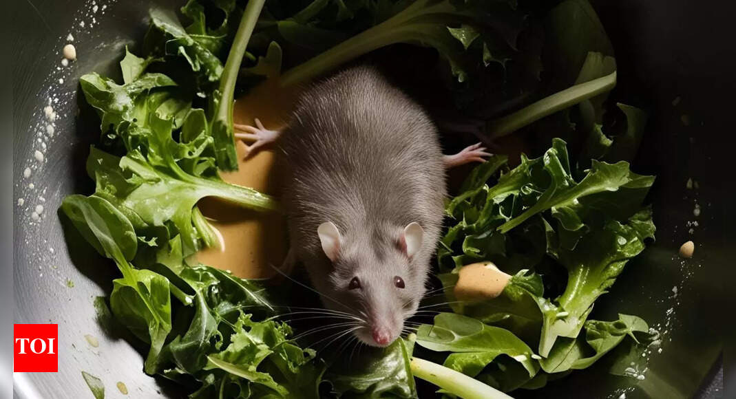 NYC woman finds dead rat in salad, here's what happened next - Times of ...