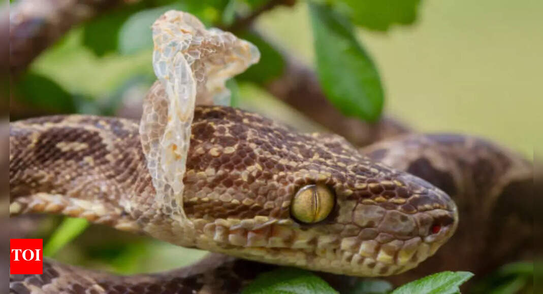 Snake Skin Shedding: Why do snakes shed their skin? Here's the science ...