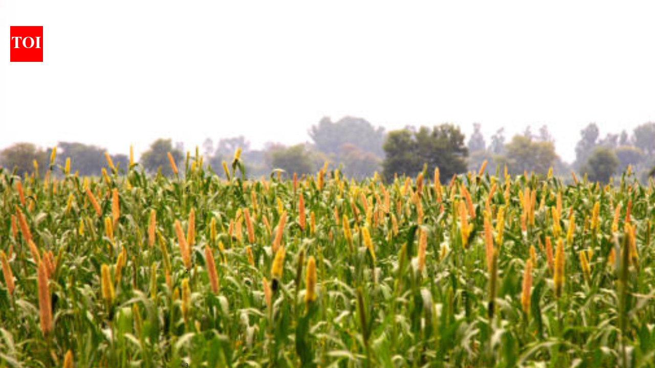 3 best millets for summers and simple, tasty meal ideas