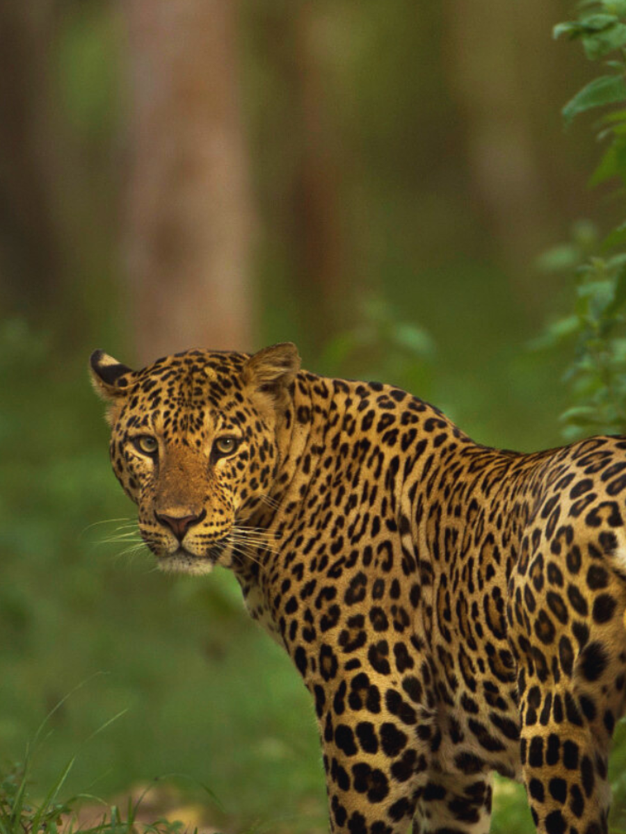 8 offbeat national parks in India that deserve your weekend | Times of ...