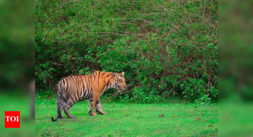 UP shuts all zoos and Etawah Lion Safari after bird flu scare ...