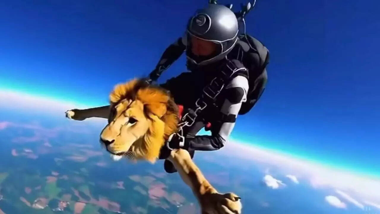 WATCH: Lion skydiving? The viral video that’s got everyone talking– is it real? - The Times of India