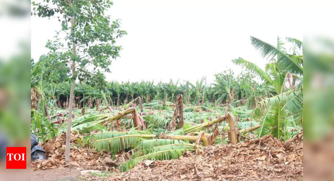 Rain, wind damage crops on over 16,000 ha in north Maharashtra ...