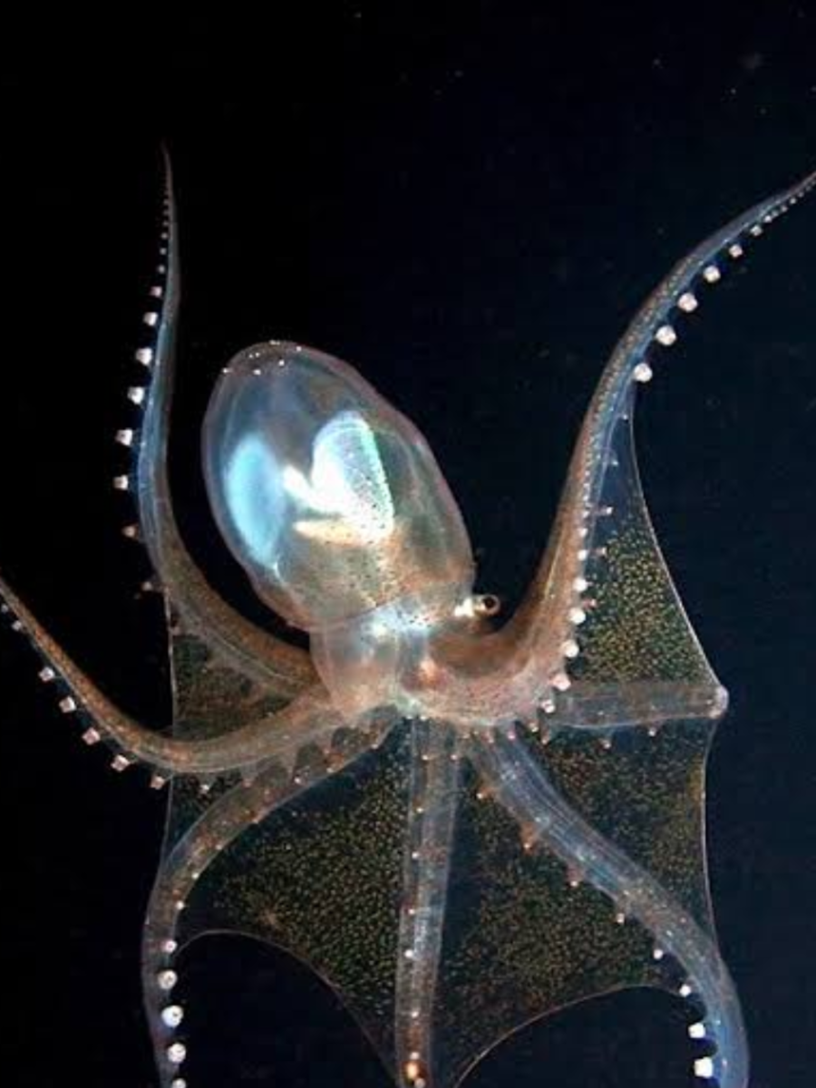 10 transparent animals that are nearly invisible | Times of India