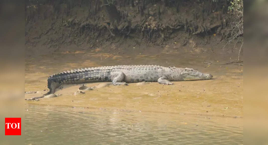 Odisha gears up to mark 50 years of crocodile conservation ...