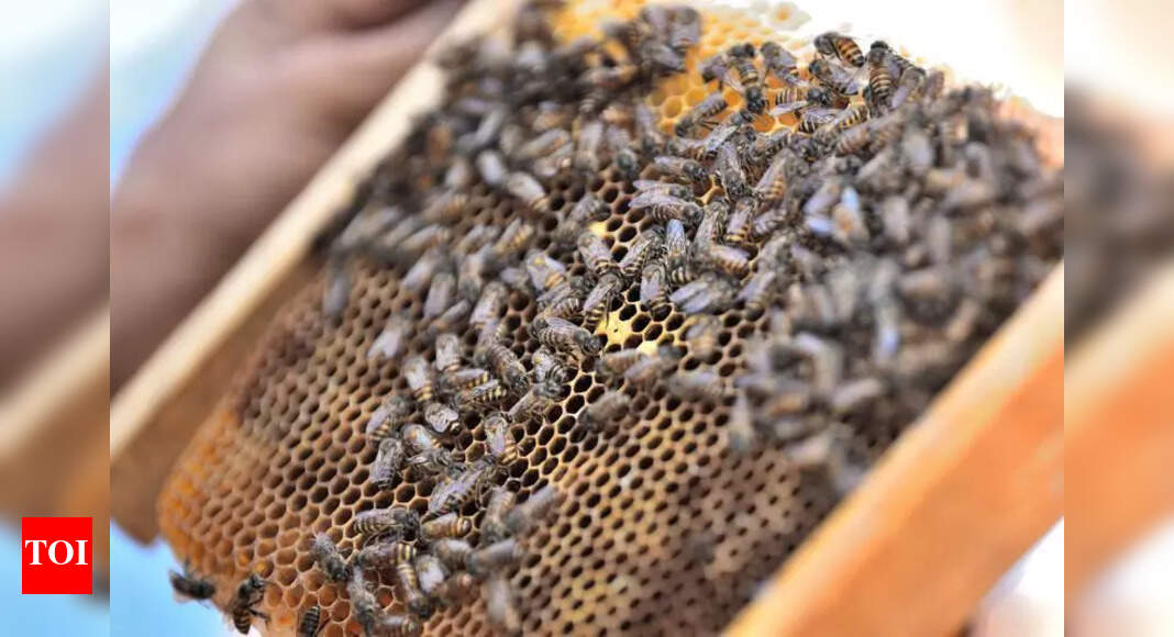 State insect to heritage sites, Karnataka government dragging feet over ...