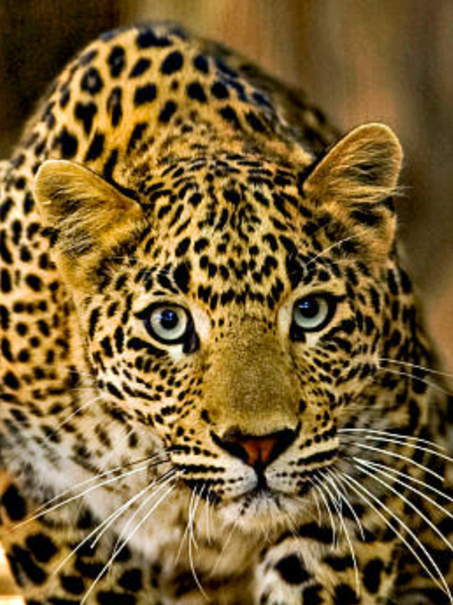 10 spotted animals in nature that look like living art | Times of India