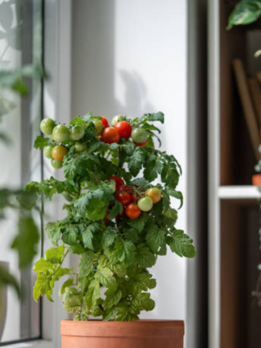 When to plant tomatoes: 10 must-know tips for a juicy harvest | Times ...