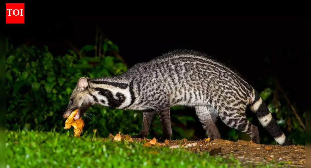Tamil Nadu to UP: Official animals of different Indian states and UTs