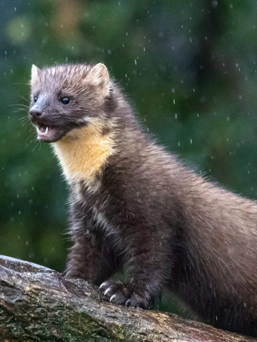 10 unique animals found in the Western Ghats | Times of India