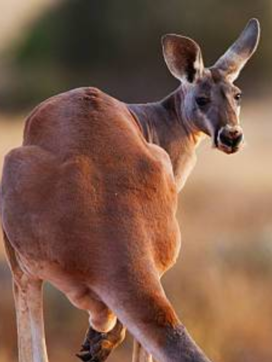 10 animals with the most unique tails | Times of India