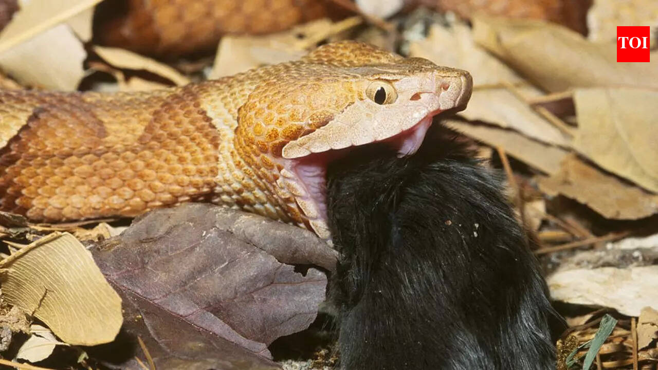 What Is It Called When A Snake Dislocate Its Jaw