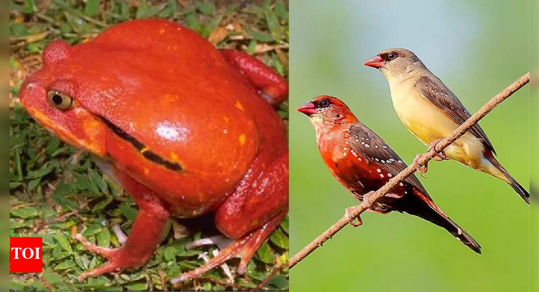 10 animals with food-inspired names from the fried egg jellyfish to the ...