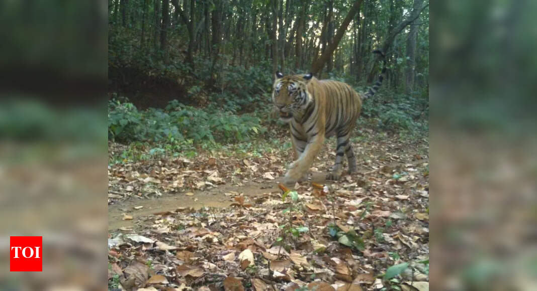 Tiger Samrat’s pugmarks spotted in Tamar: Officials | Ranchi News ...