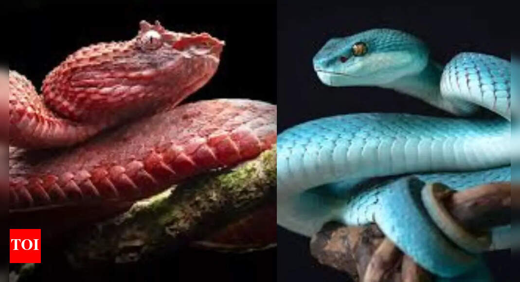What helps snakes survive in nature; know the secrets of their survival ...