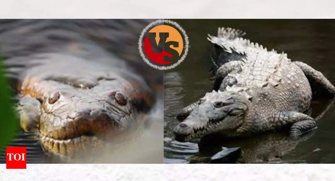 Crocodiles Vs Alligators Fight
