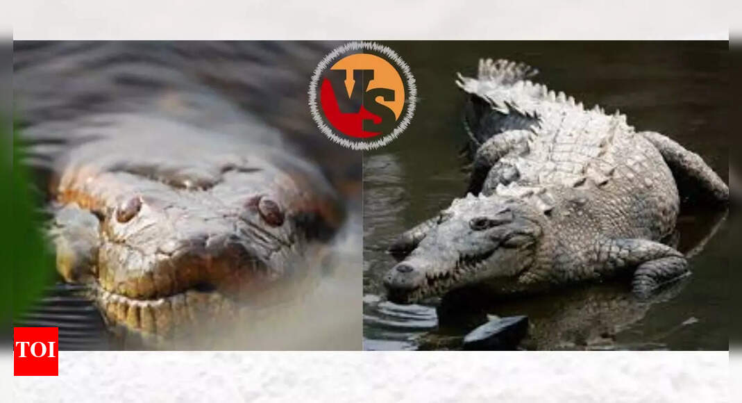 Crocodile vs Anaconda: Who will win a fight on the basis of size ...