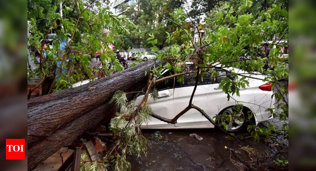 Heavy rainfall and strong winds uproot 30 trees in Nashik city | Nashik News - Times of India