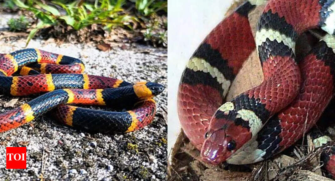 Baby Scarlet King Snake