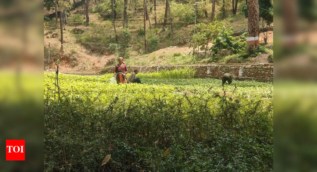 Medicinal plant project in Almora to curb migration and revive hill ...