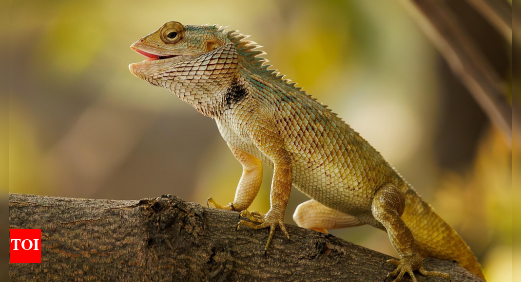 Reptiles Have Feelings Too: Study reveals highly emotional behaviour of ...