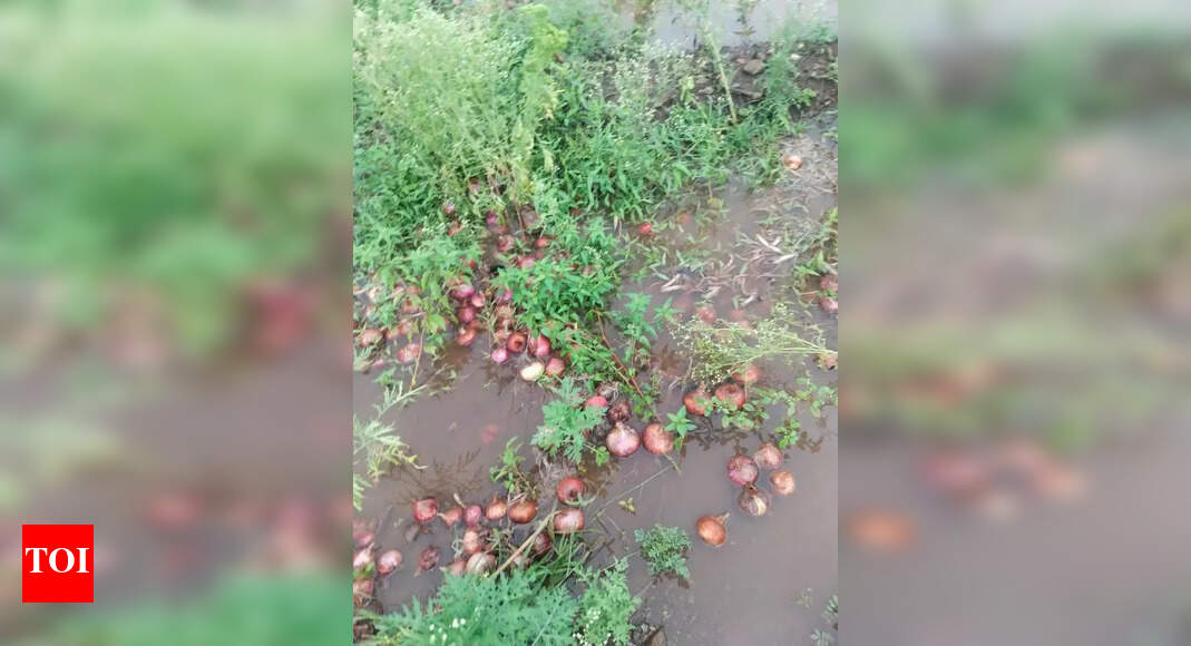 Early rain destroys onion crop across Maharashtra, farmers grapple with ...
