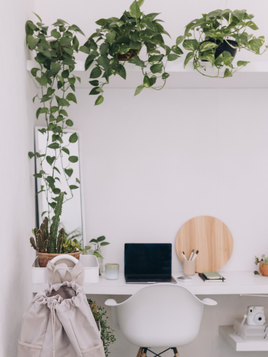 9 small indoor plants to keep on the study table or work desk at home ...
