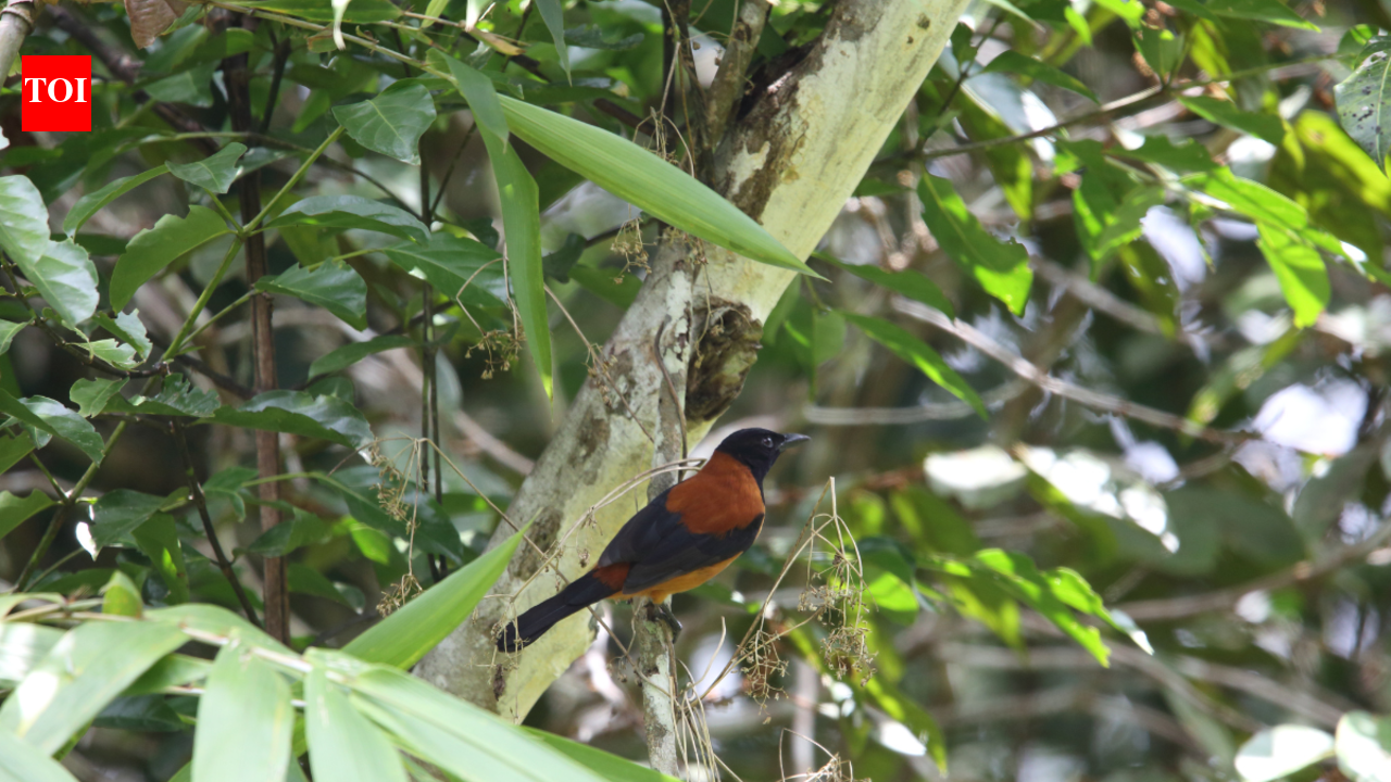 5 most poisonous birds on Earth