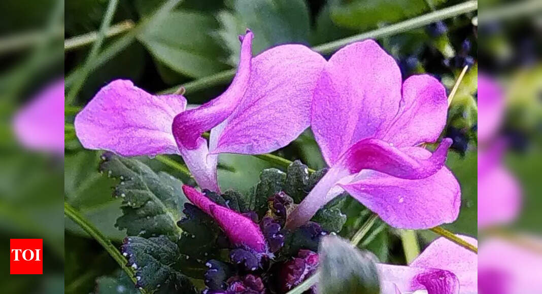 Meet Pedicularis rajeshiana: The new plant species from Himalayas ...