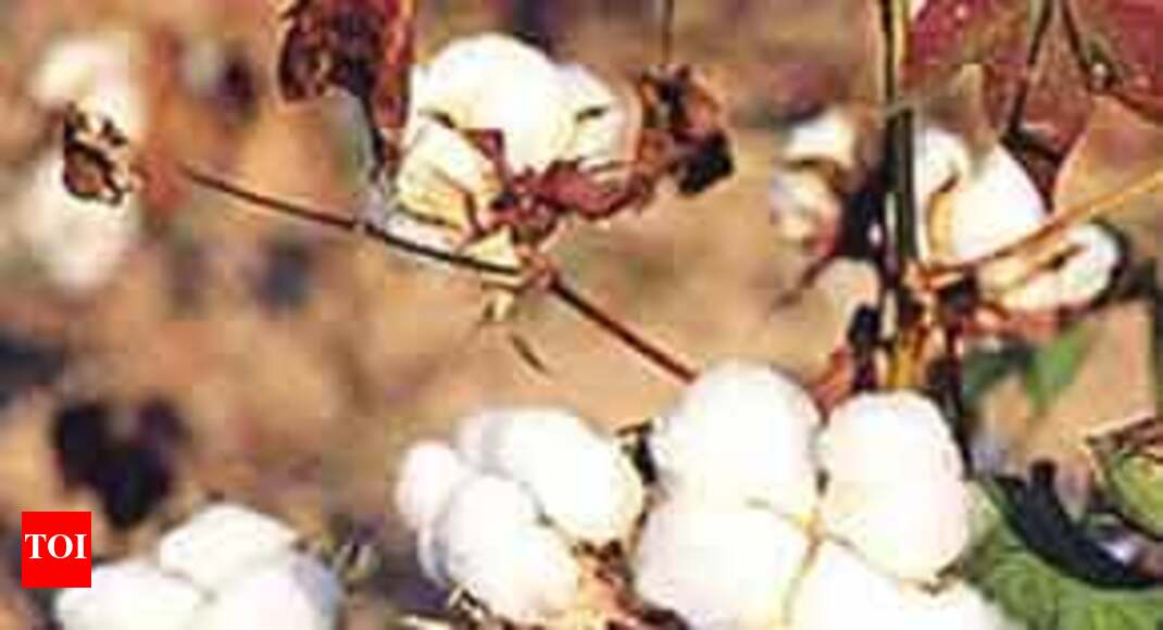 cotton export: India bans cotton exports to increase domestic supply ...