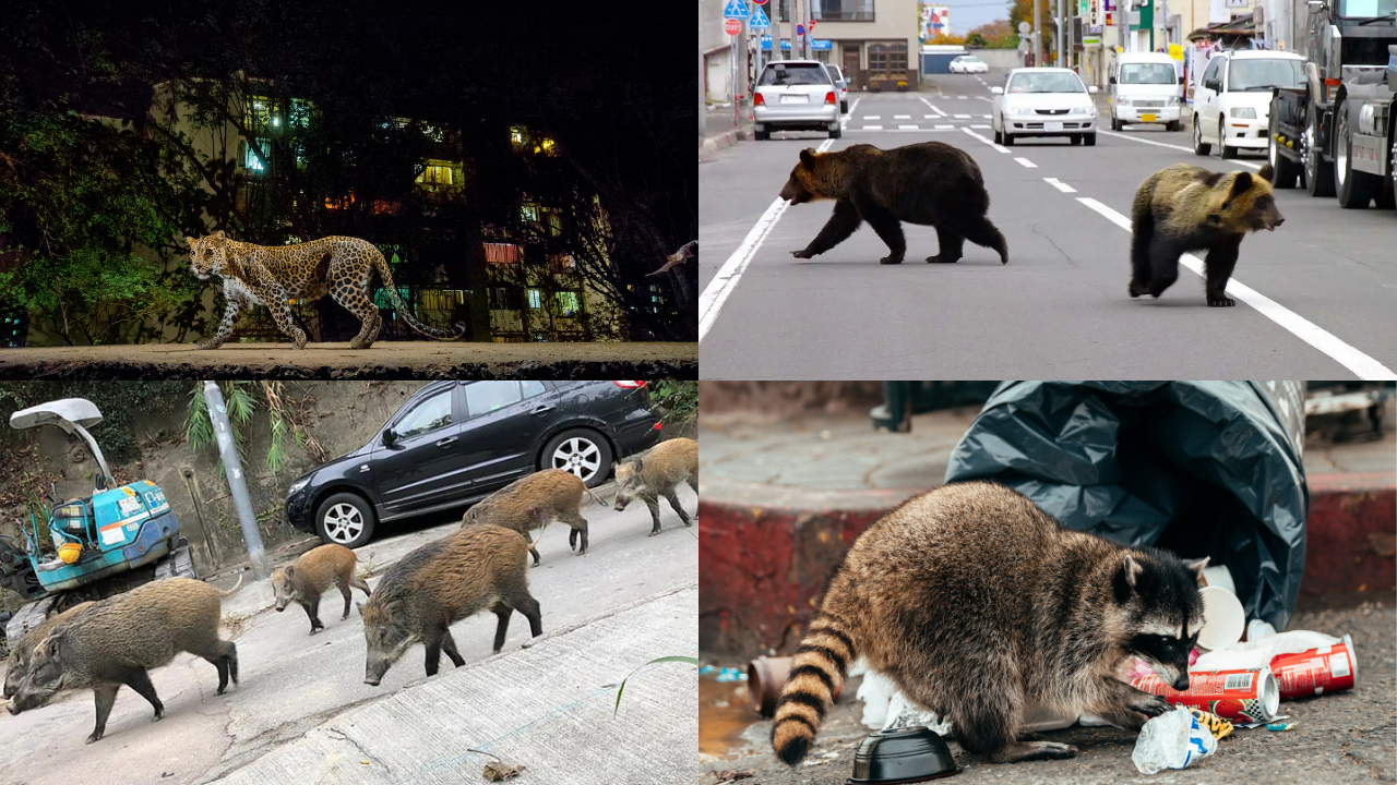 Wild Animals In Urban Areas