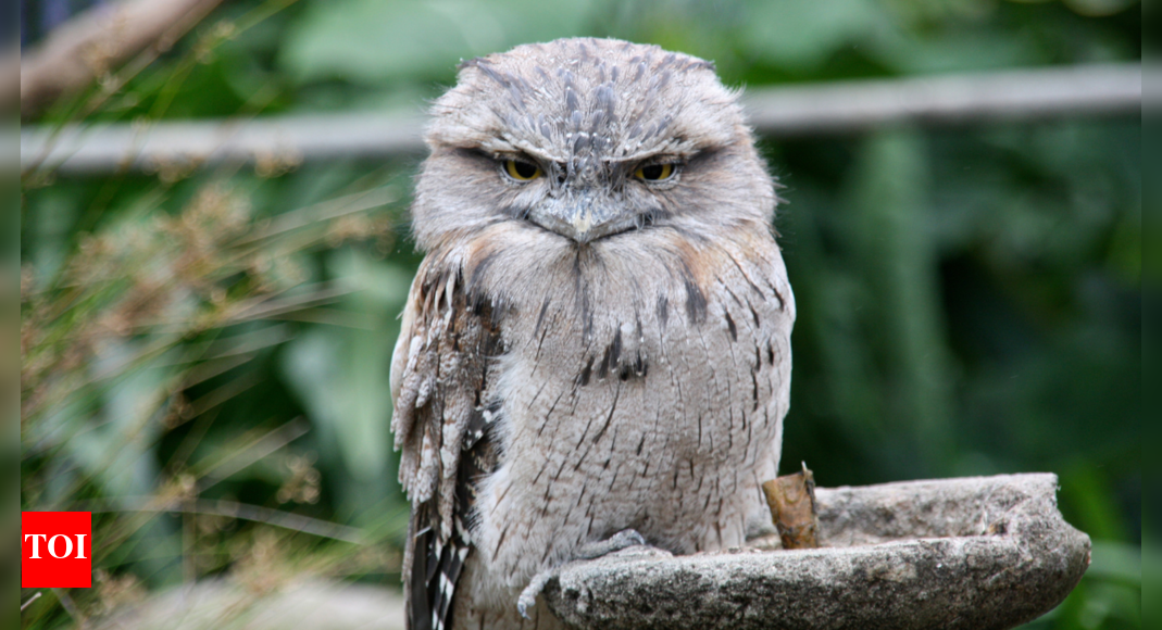 5 unique birds that are excellent at hiding | - Times of India