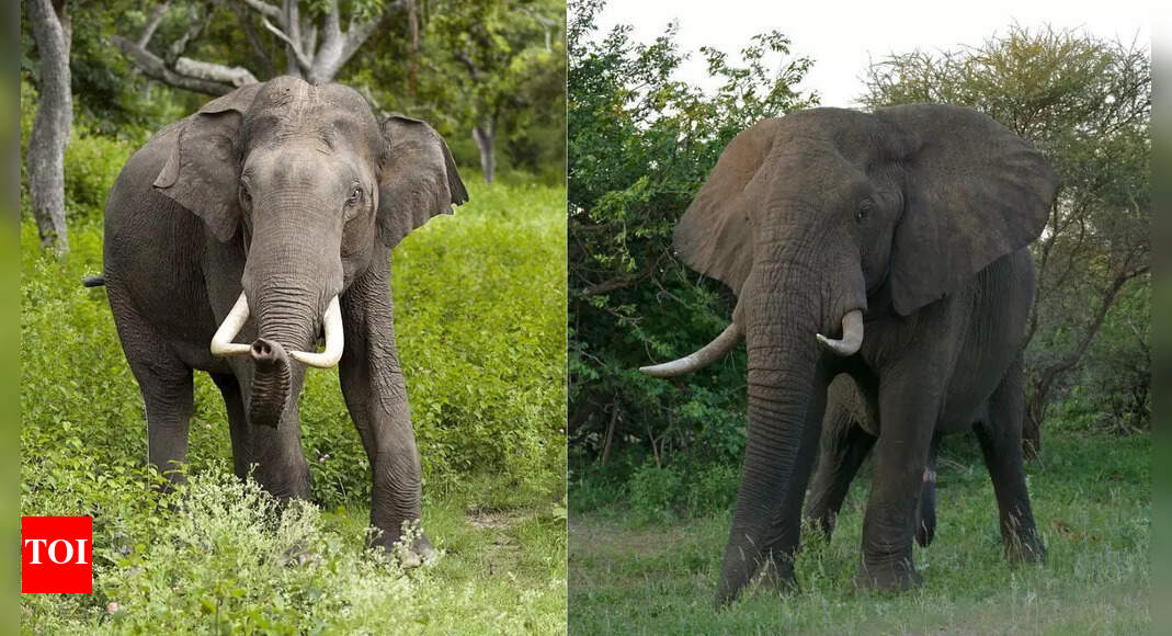 Asian Elephants vs. African Elephants: Know the key differences on the ...
