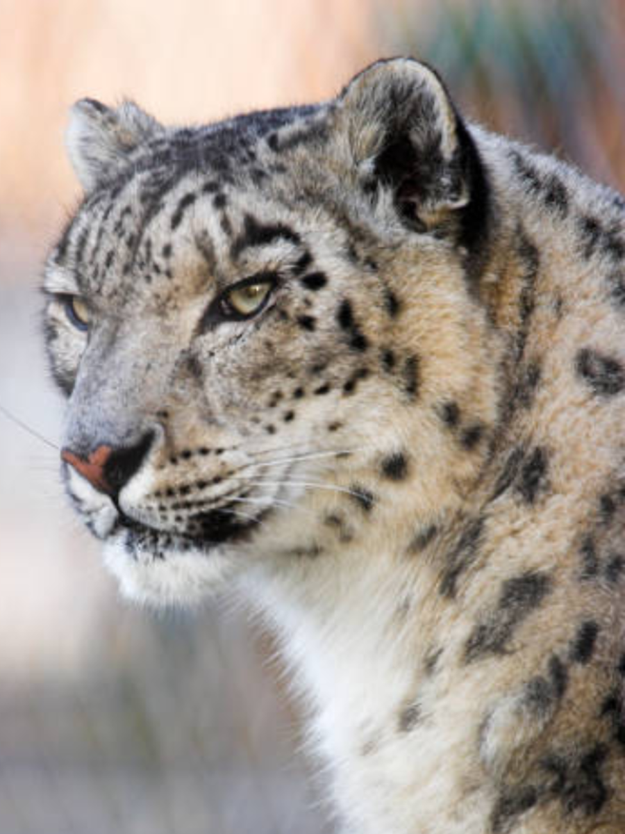 8 stunning animals found only in the Himalayas | Times of India