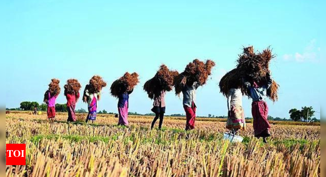 Kharif crop MSP raised; focus on pulses, oil seeds & coarse grains ...