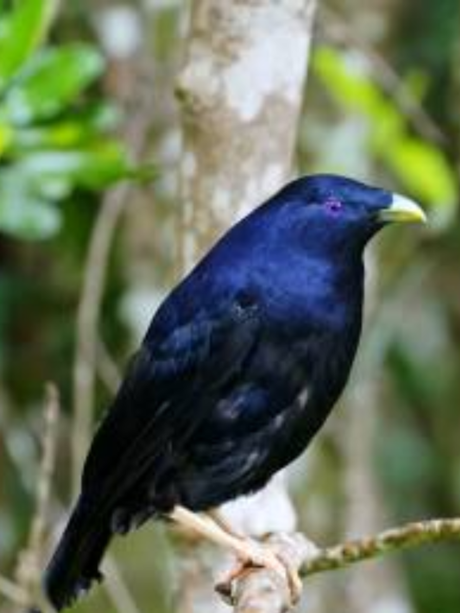 Meet the most romantic bird in the world that builds a nest, dances ...