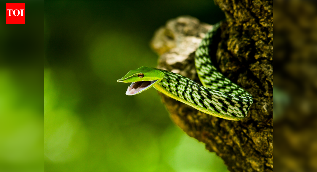 7 most unique snakes in India