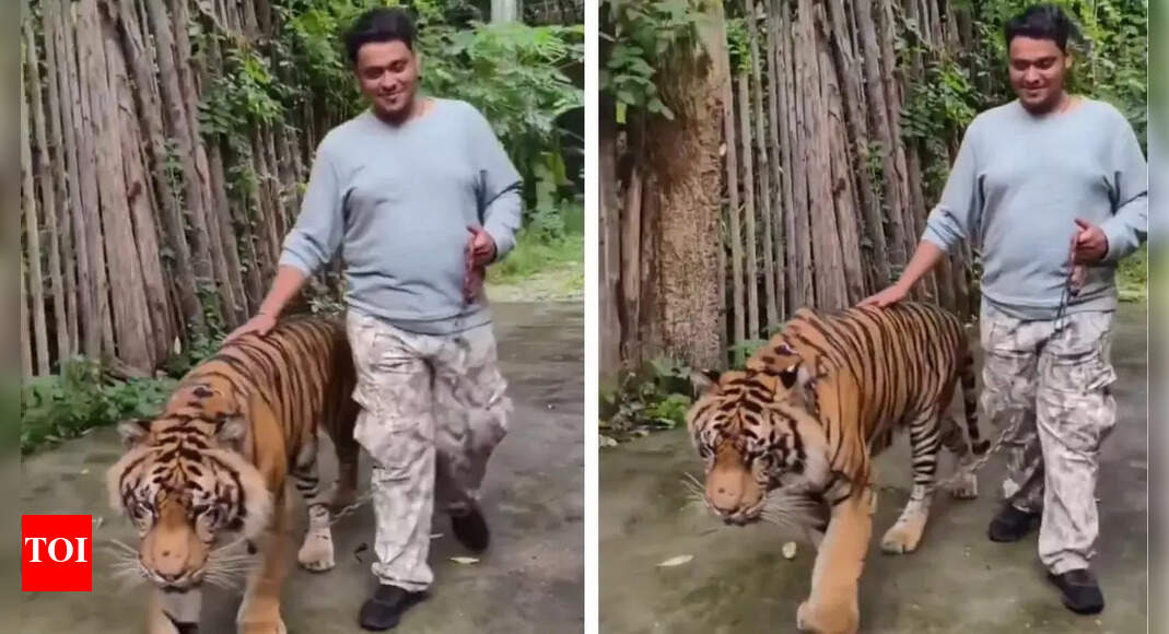 Viral Thailand Tiger Attack: Horror at Thai wildlife attraction: Indian ...