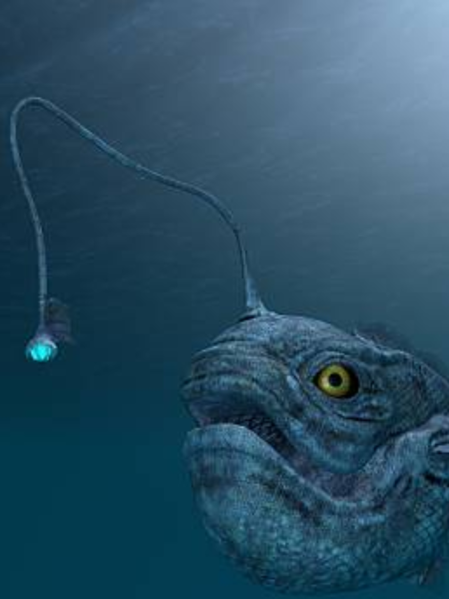 10 weird creatures found only in deep ocean | Times of India