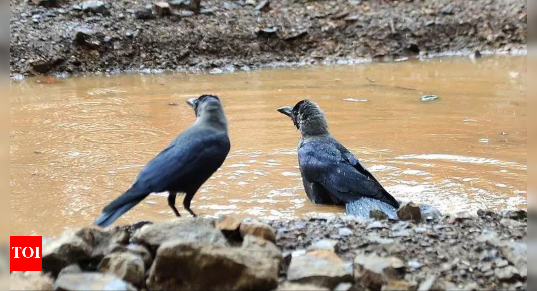 Where have all the crows gone? Bengaluru's vanishing birds signal ...
