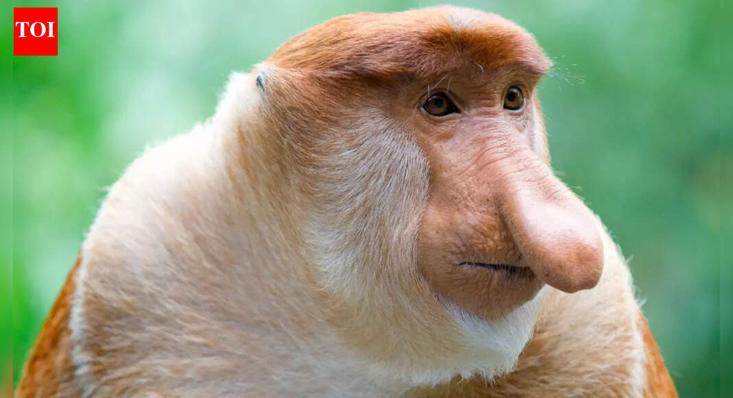 7 animals with the largest noses and the surprising ways they use them