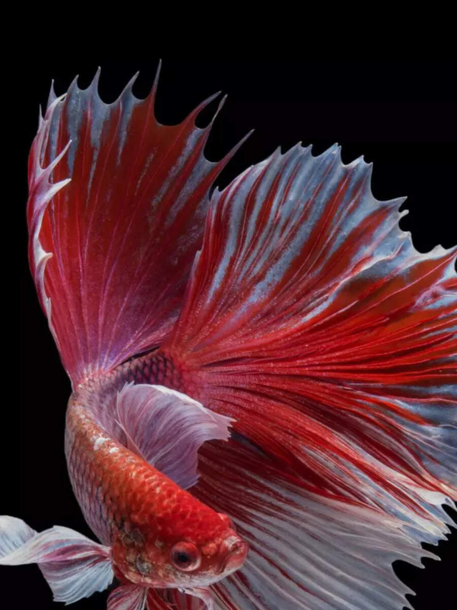 10 intelligent aquarium fish that are perfect for beginners | Times of ...