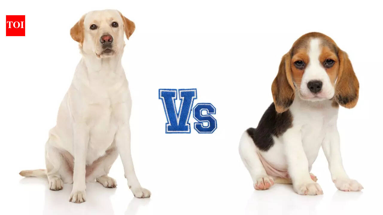 Labrador vs Beagle: Which is the best dog for apartment living?