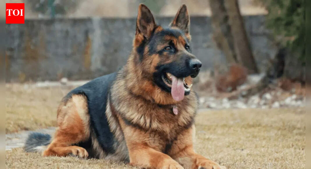 Top 10 dog breeds used by Police across the world