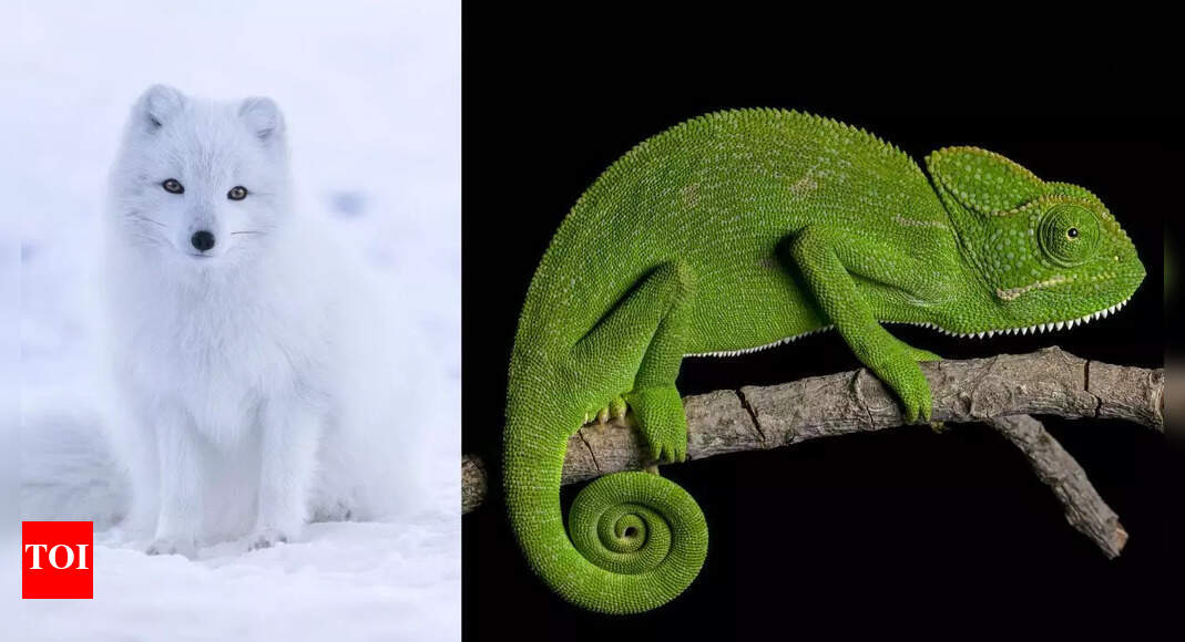 10 colour changing animals that use camouflage for their survival on ...