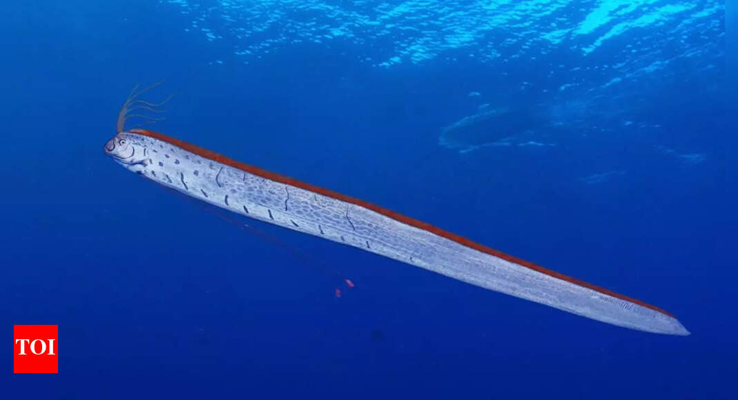 Rare 'doomsday fish' spotted in Tamil Nadu: Is it a sign of a disaster ...