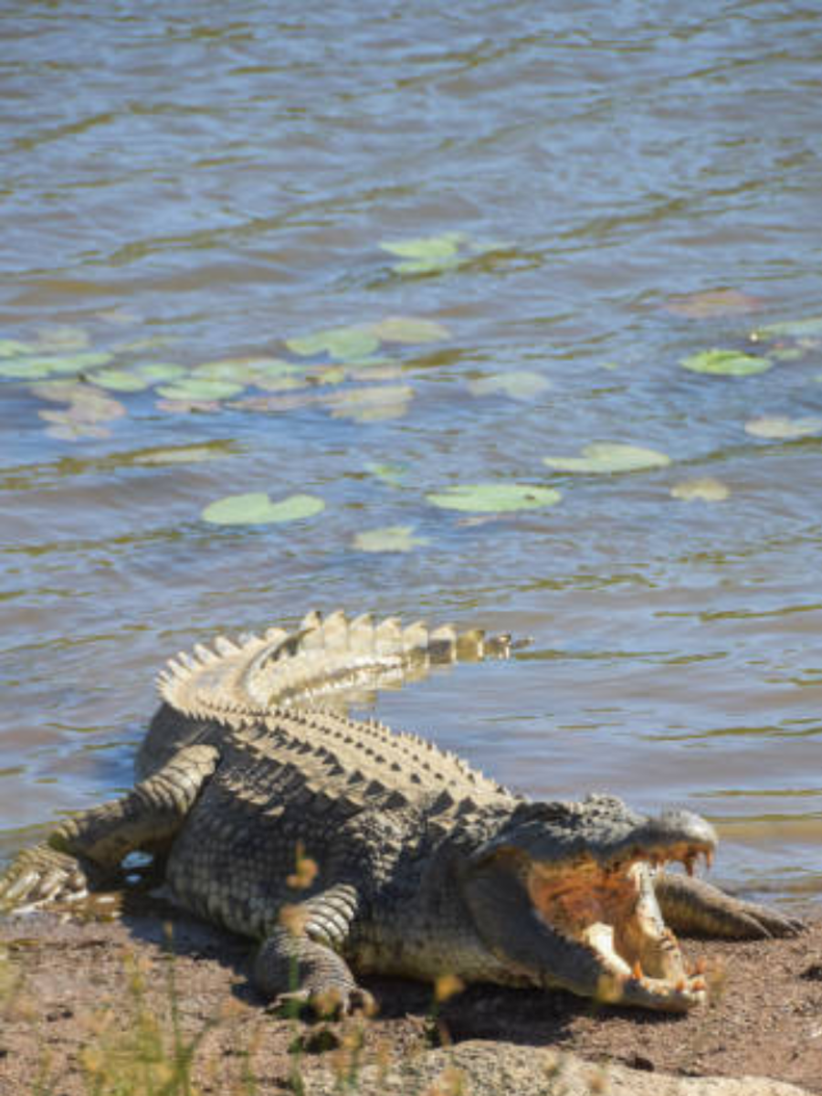 Meet the largest crocodiles in the world and what makes them a unique ...